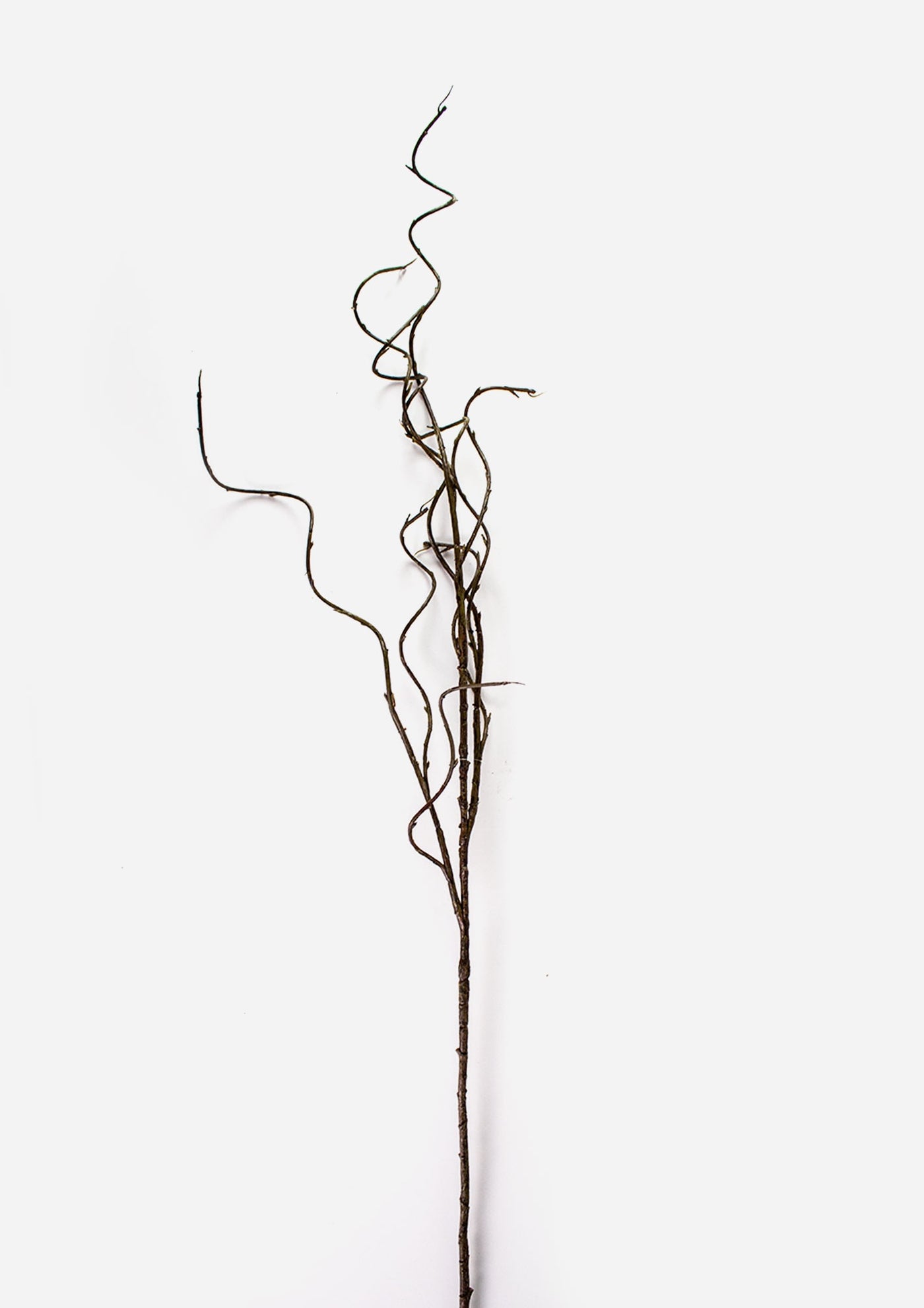 Curly Willow Branch