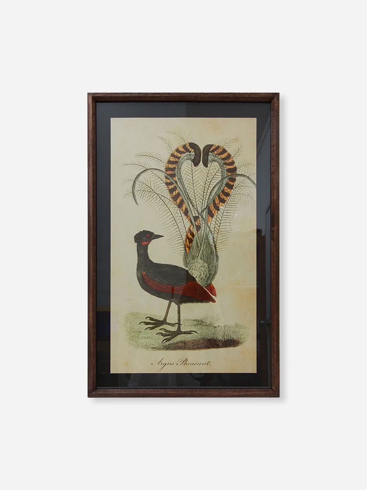 Lyre Bird Wall Art