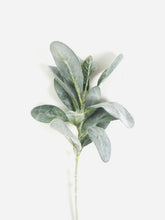 Short Stem Lambs Ear